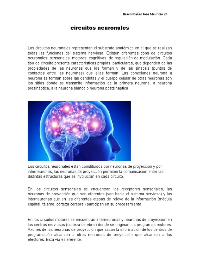 Tipos y funciones de circuitos neuronales | PDF
