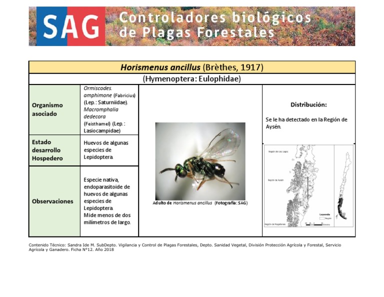Ficha Ndeg12 Controlador Biologico Horismenus Ancillus | PDF