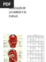 Músculos de La Mímica | PDF | Nariz humana | Anatomía humana