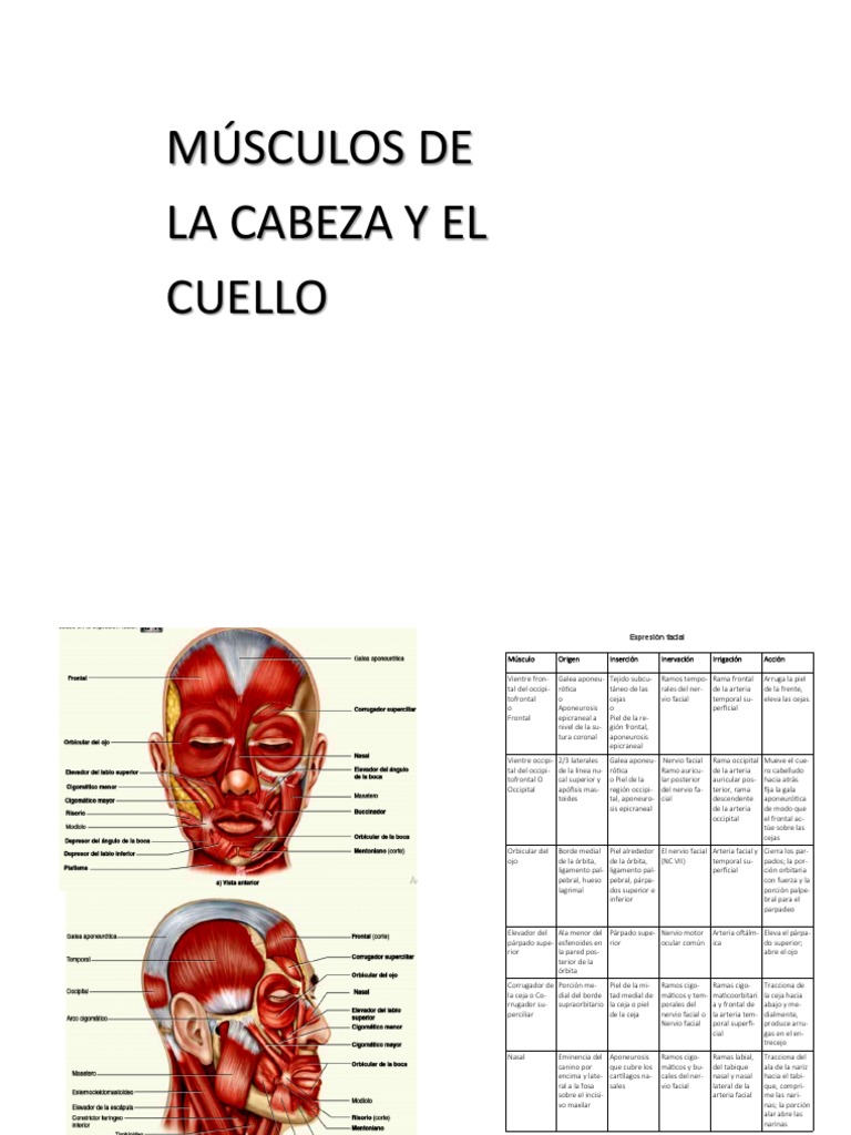 Musculos Cabeza y Cuello | PDF | Lengua | Anatomía