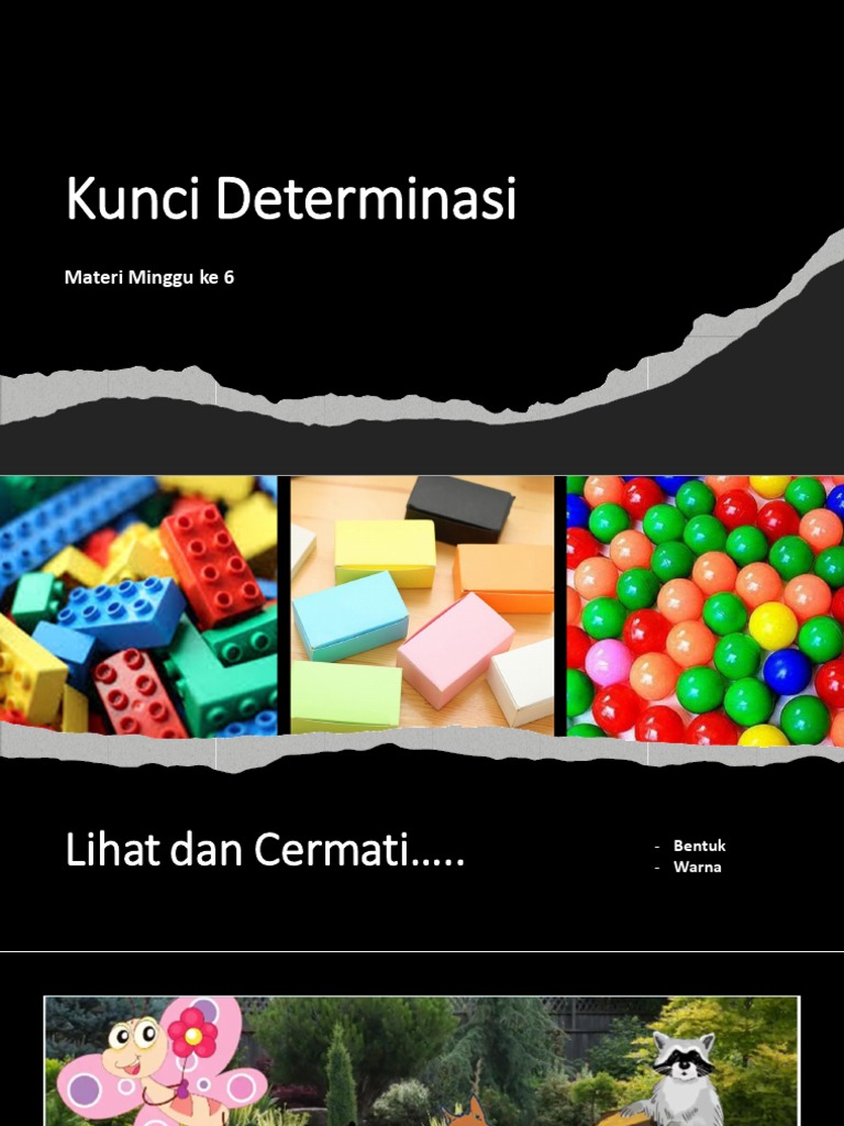 Kunci Determinasi Pinus Merkusii | PDF