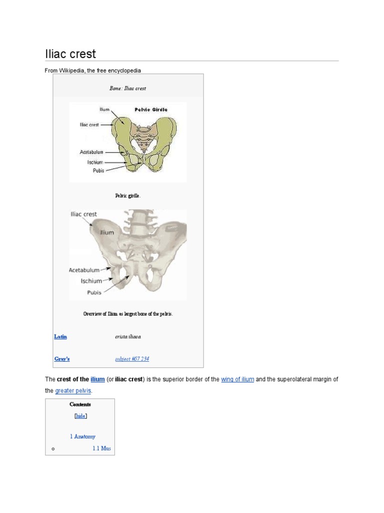 Iliac Crest: From Wikipedia, The Free Encyclopedia | PDF | Pelvis | Anatomy