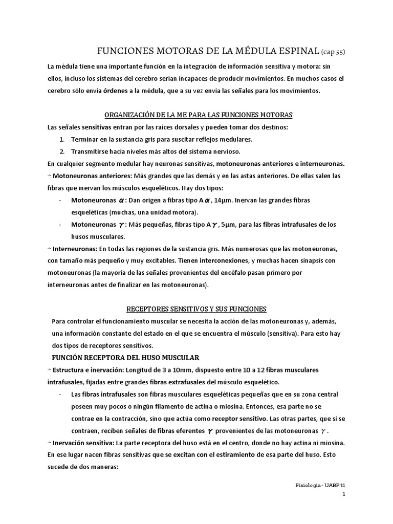 Funciones Motoras De La Médula Espinal : - Motoneuronas α | PDF | Neurona motora | Materia gris