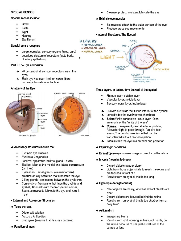 Special Senses | PDF | Senses | Eye