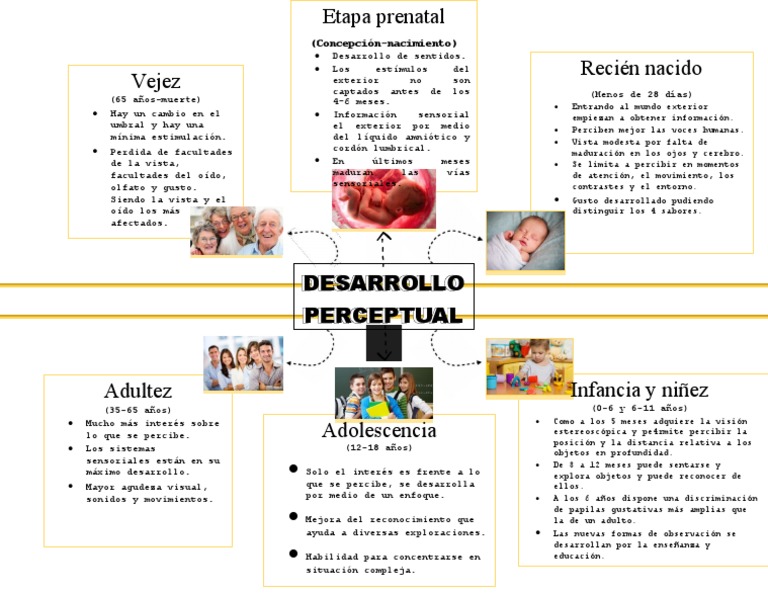 Cuales Son Las 6 Etapas Del Desarrollo Sensoriomotor