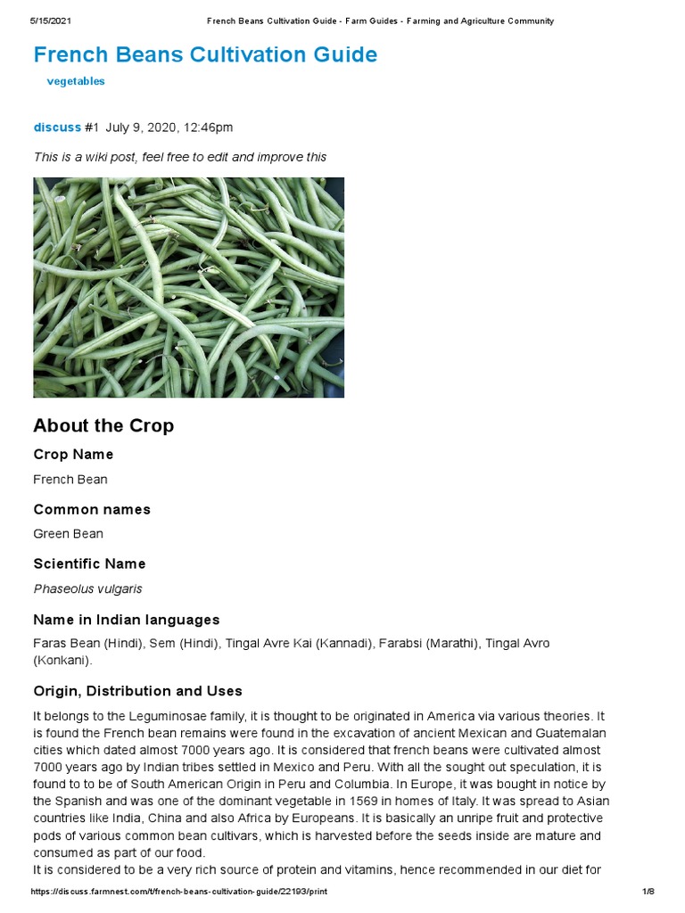 French Beans Cultivation Guide | PDF | Phaseolus Vulgaris | Legume