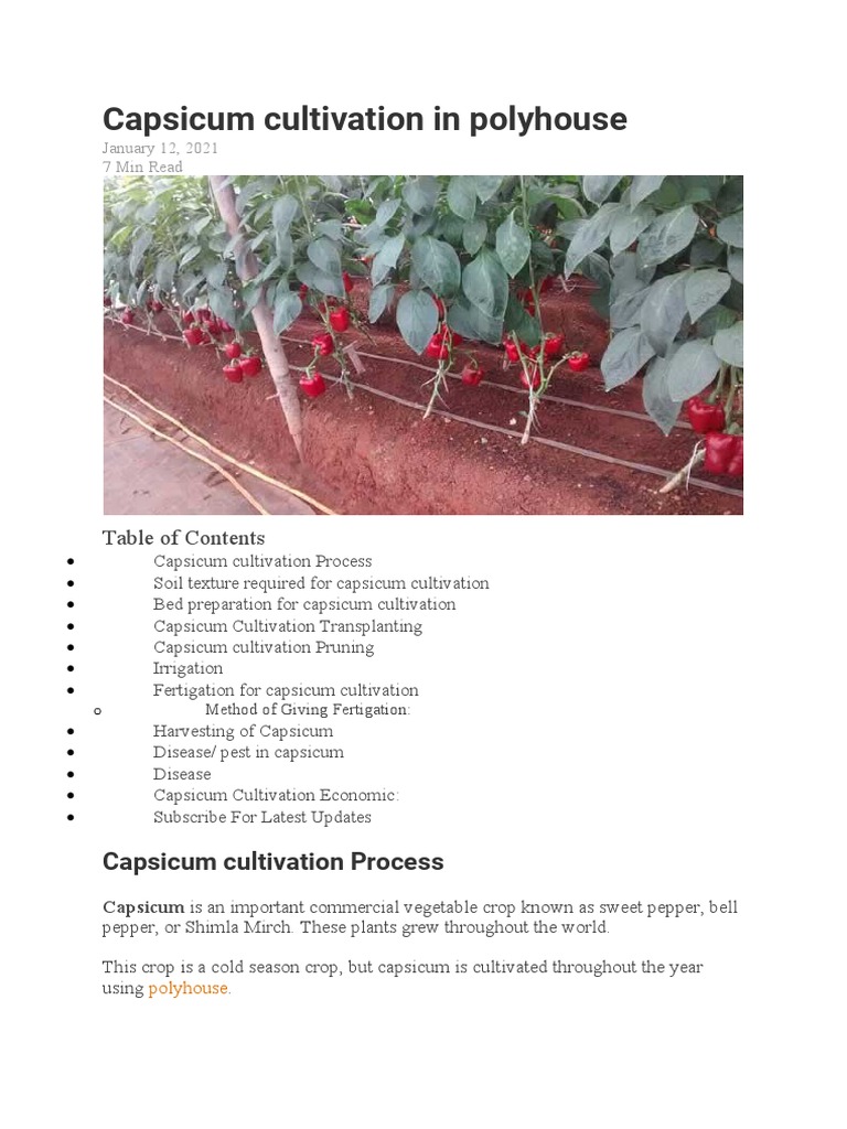 Capsicum Cultivation in Polyhouse | PDF | Soil | Capsicum
