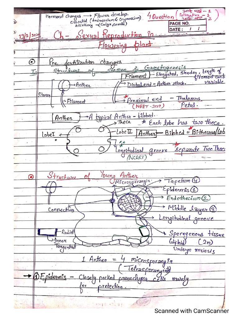 Sexual Reproduction in Flowering Plants Handwritten Notes - Sexual ...