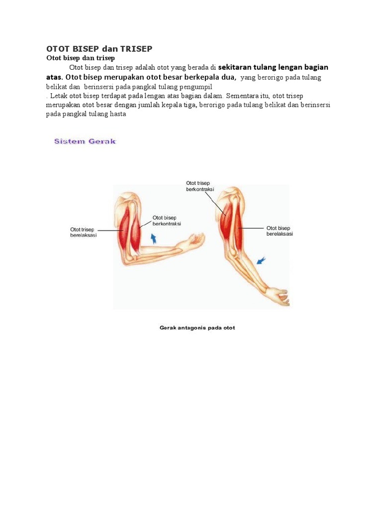 Otot Lengan Atas dan Fungsinya | PDF
