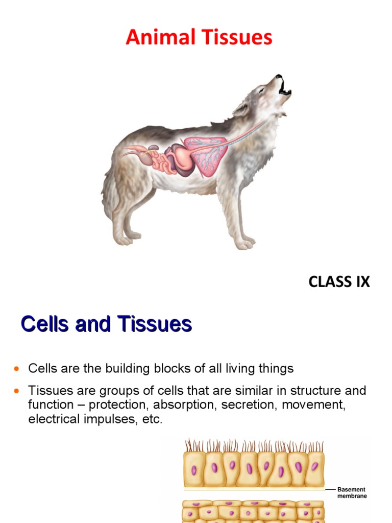 Animal Tissues | PDF | Epithelium | Tissue (Biology)
