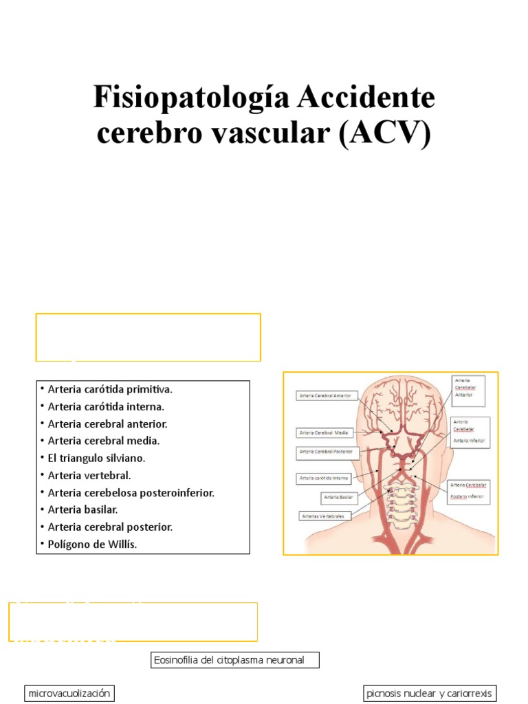 Fisiopatología del ACV: Estructuras y Procesos | PDF | Isquemia | Carrera