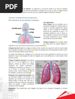 Anatomia de Via Aerea Inferior | PDF | Pulmón | Anatomía