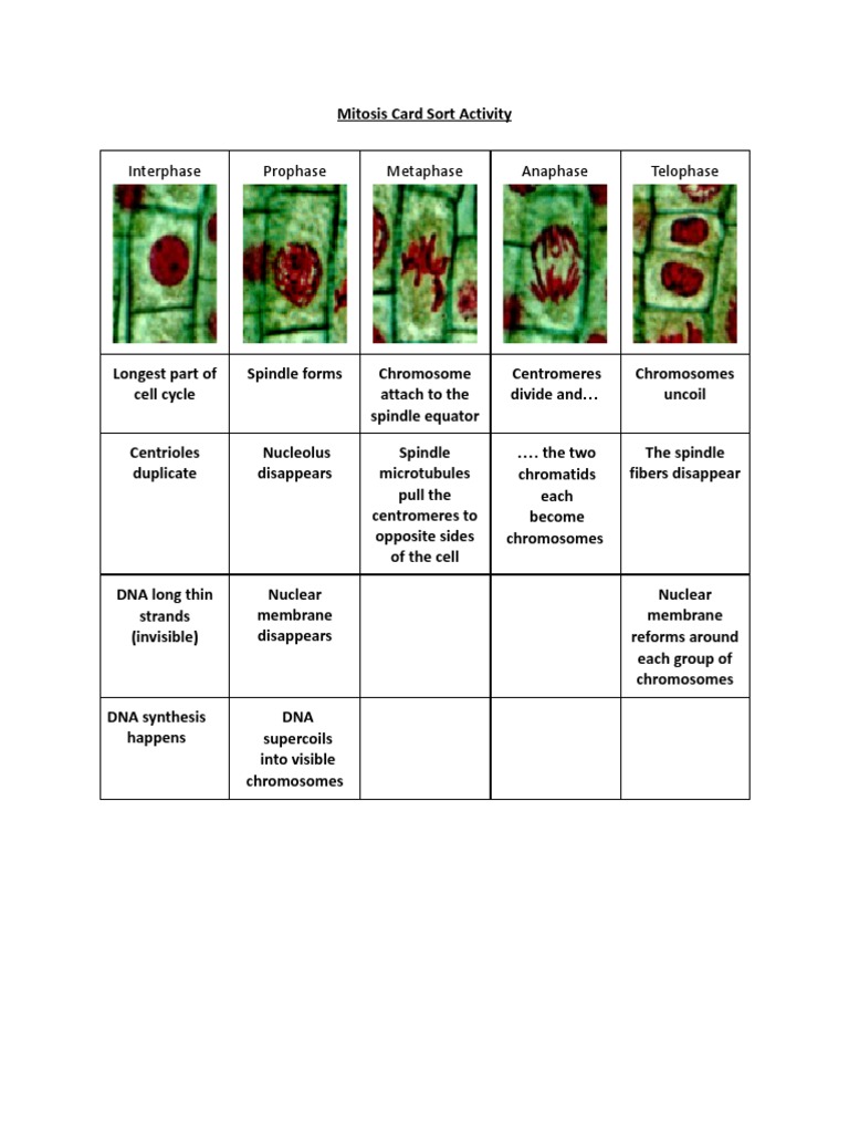 Mitosis Card Sort Activity Guide | PDF