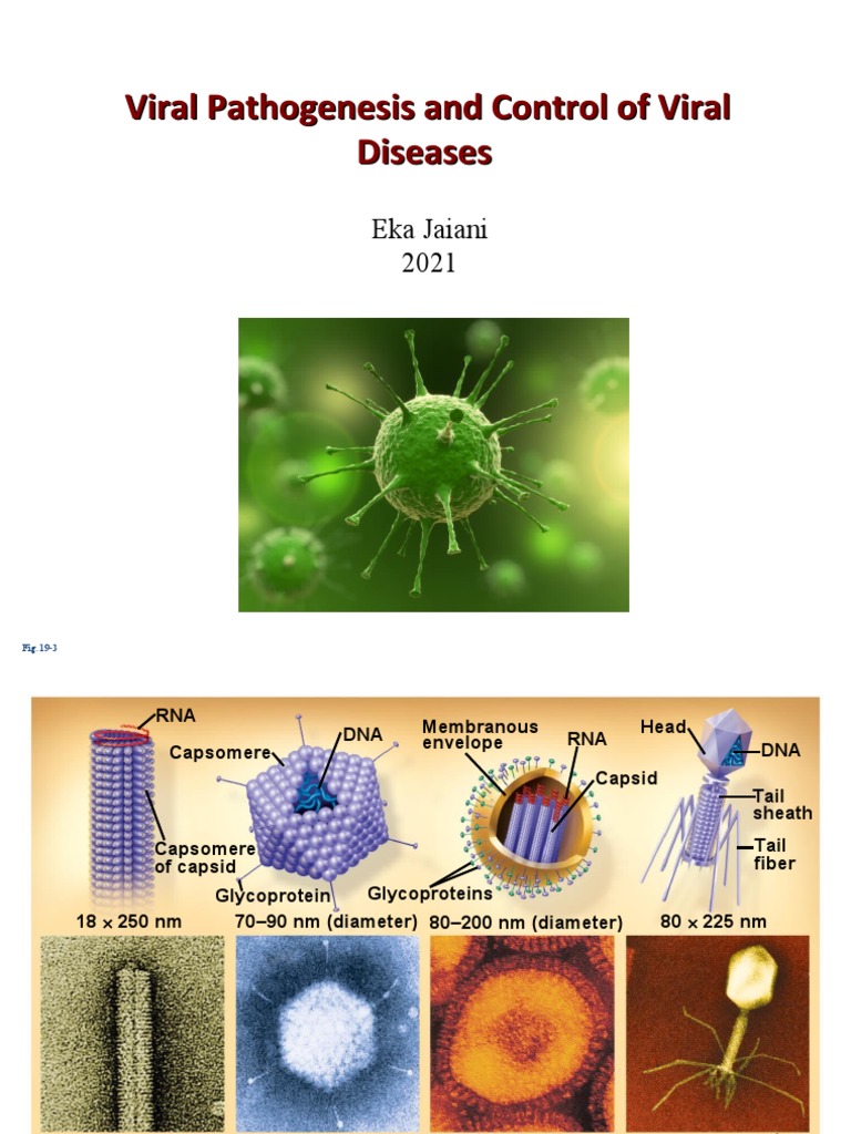 Viral Pathogenesis and Control of Viral Diseases | PDF | Vaccines | Virus