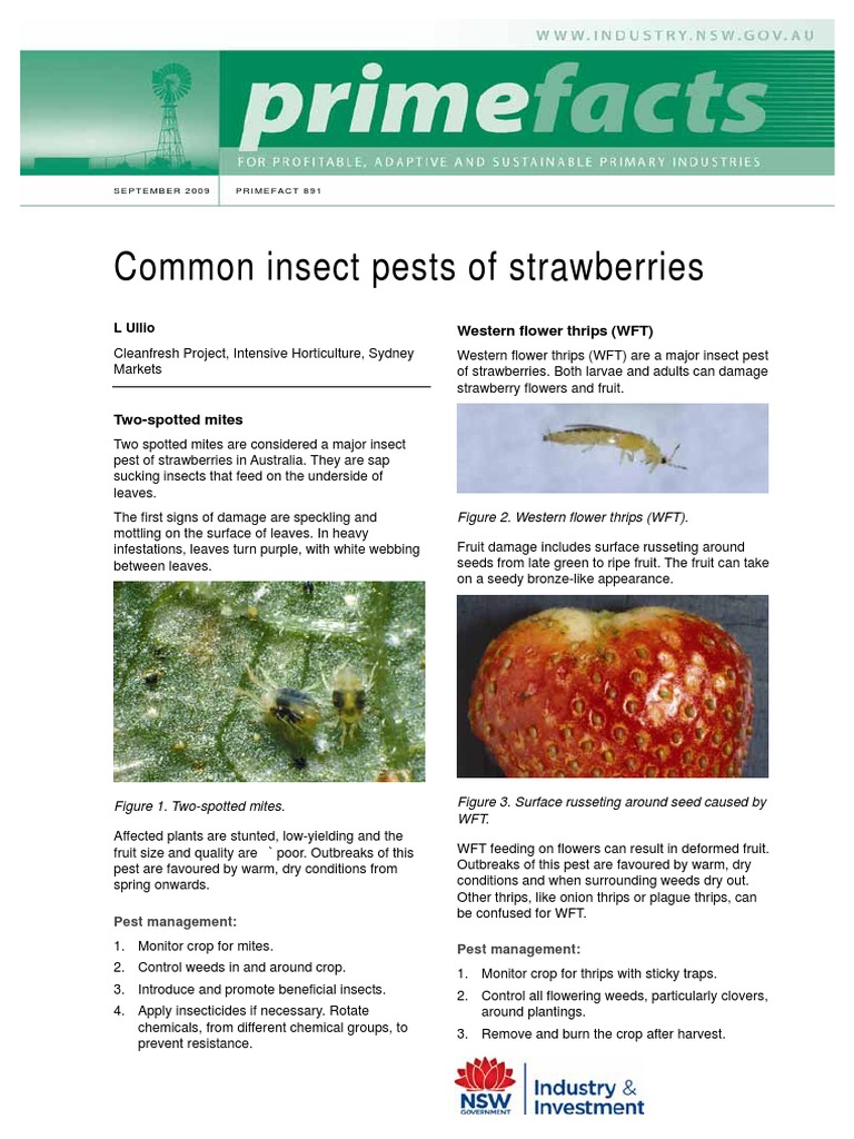 Common Insect Pests of Strawberries: Western Flower Thrips (WFT) | PDF ...