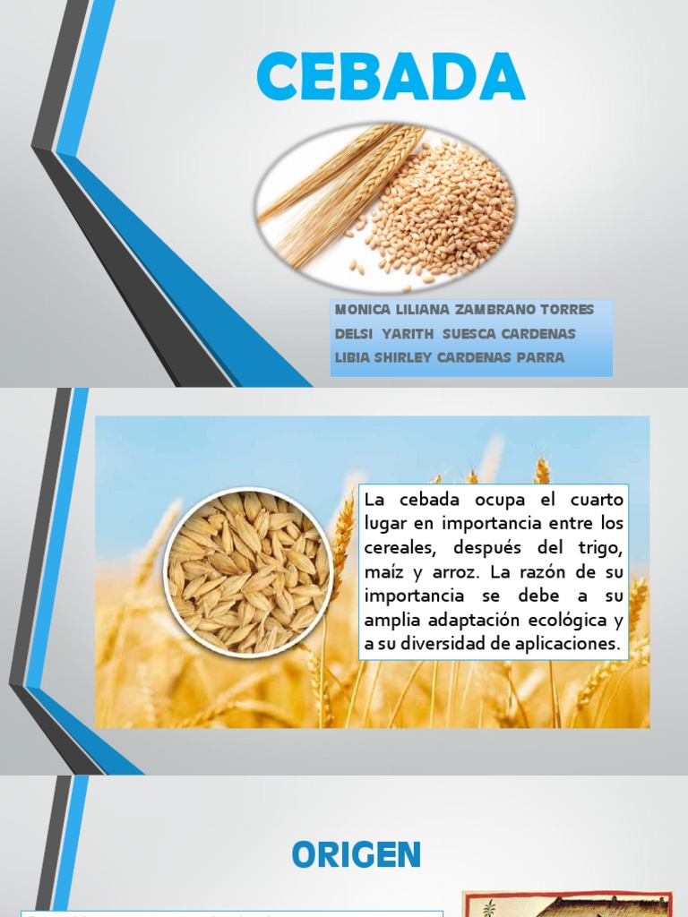 CEBADA | PDF | Cebada | Siembra