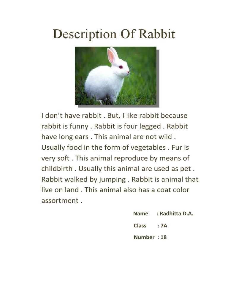 Description of Rabbit | PDF