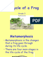 Lizard Life Cycle Stages Explained | PDF