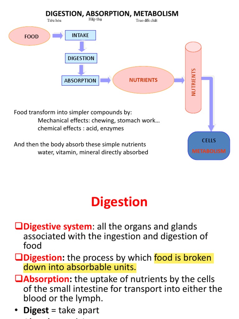 2 Digestion, Absorption, Transport and Metabolism - Updated | PDF ...
