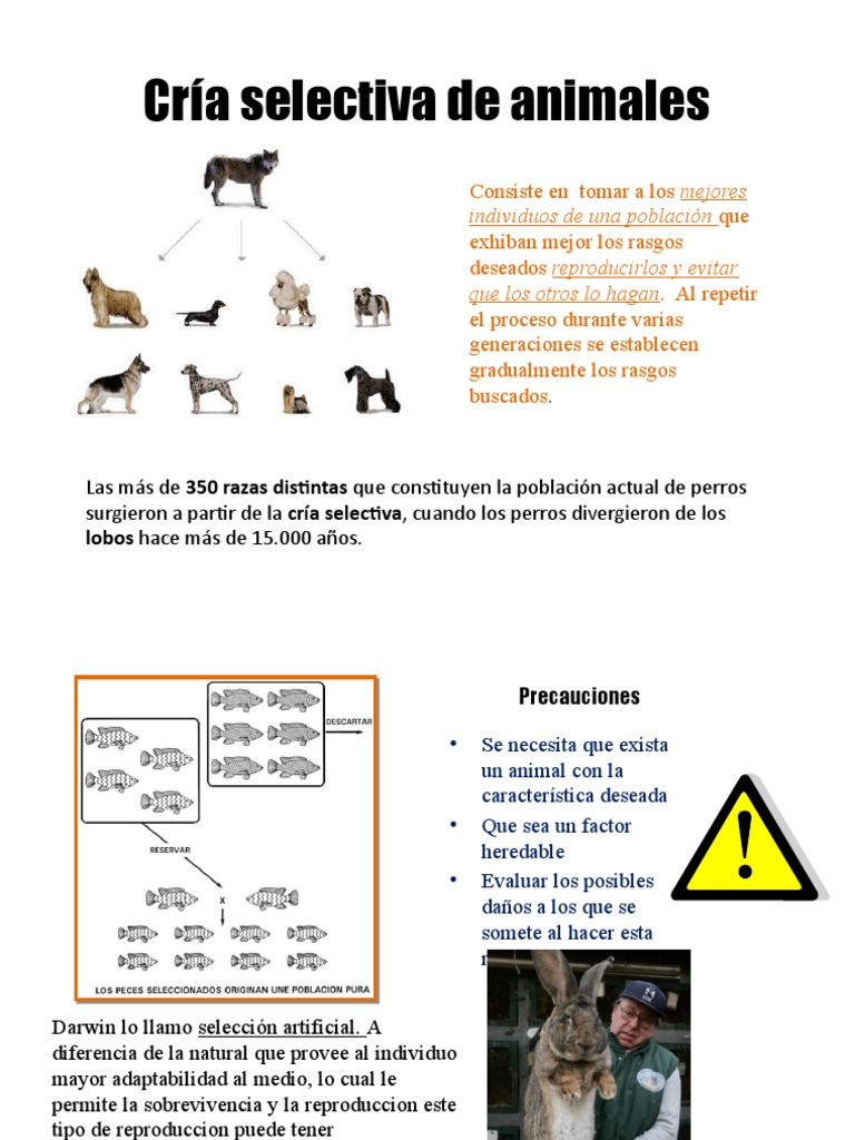 Cría Selectiva y Selección Artificial en Animales | PDF | Crianza ...