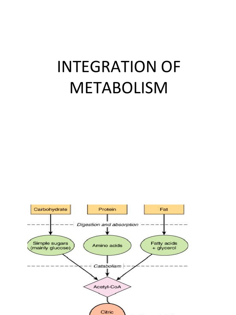 Integrated Metabolism - 080144 | PDF