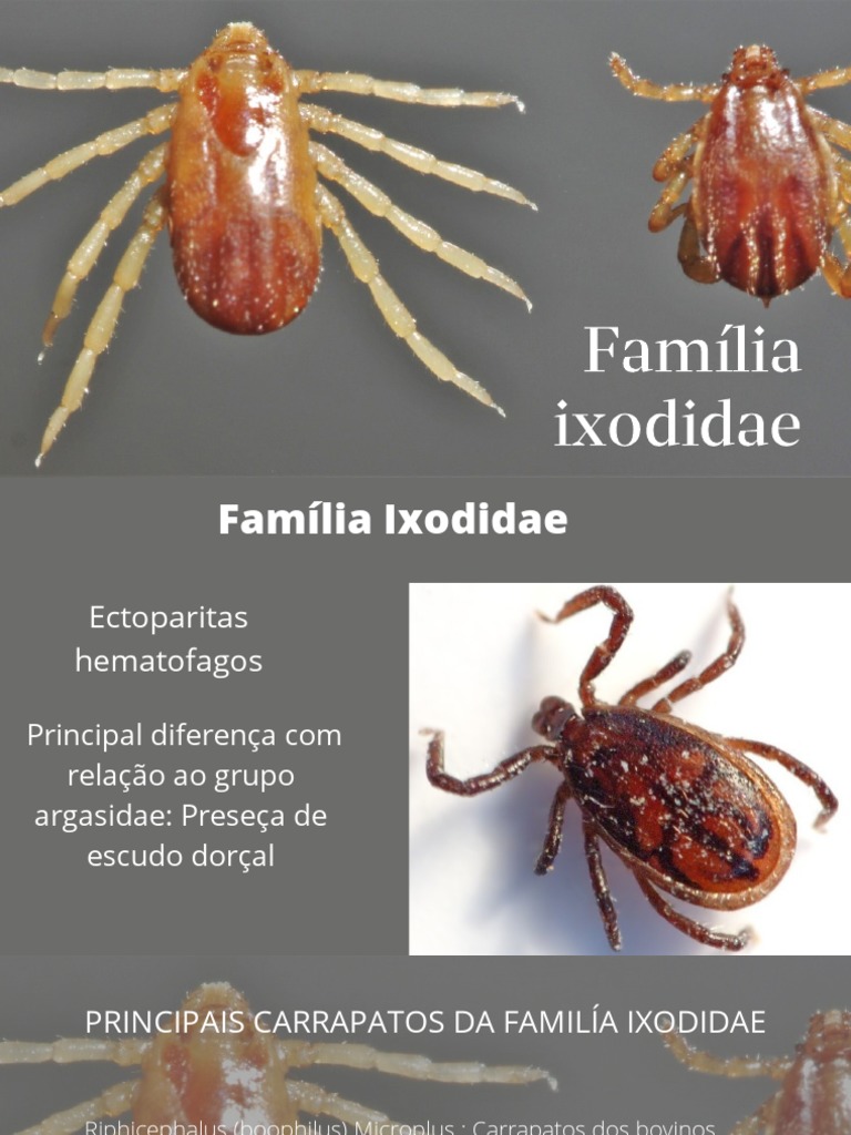 Familia Ixodidae | PDF
