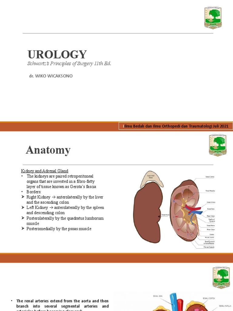 Anatomy, Pathology, and Management of the Genitourinary System | PDF ...