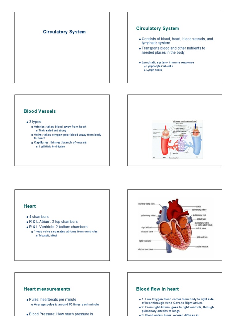 Overview of the Circulatory System | PDF