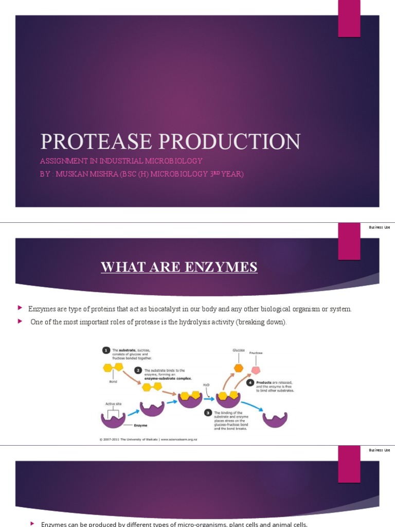 Industrial Production of Protease | PDF | Protease | Enzyme