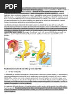 Anatomía Del Colédoco Pietrafita | PDF | Vesícula biliar ...