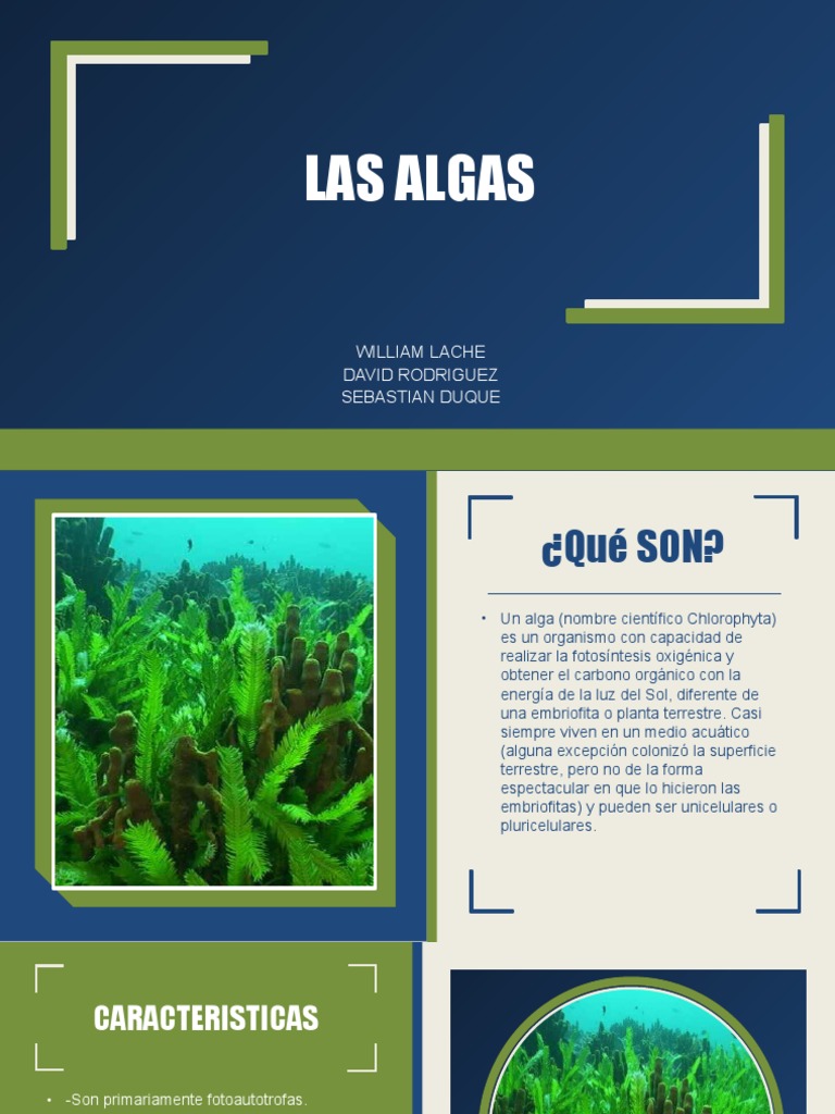 Las Algas | PDF | Algas | Plantas