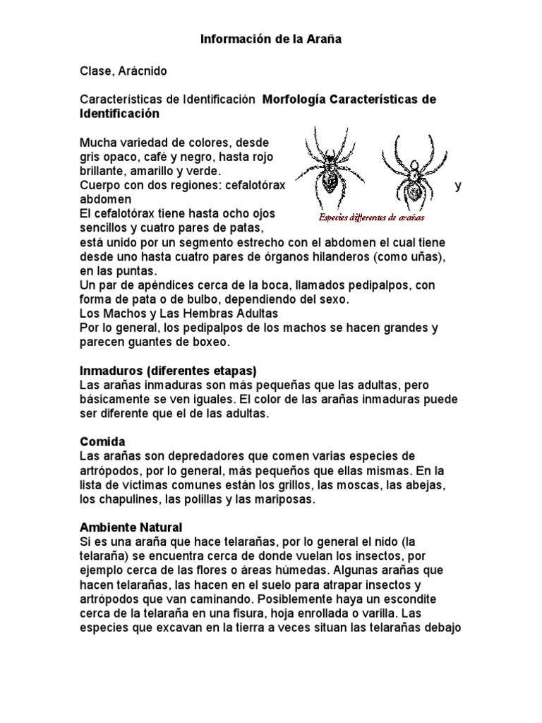 las aranas | Araña | Insectos