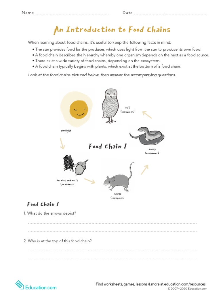 Introduction To Food Chains | PDF | Ecology | Organisms