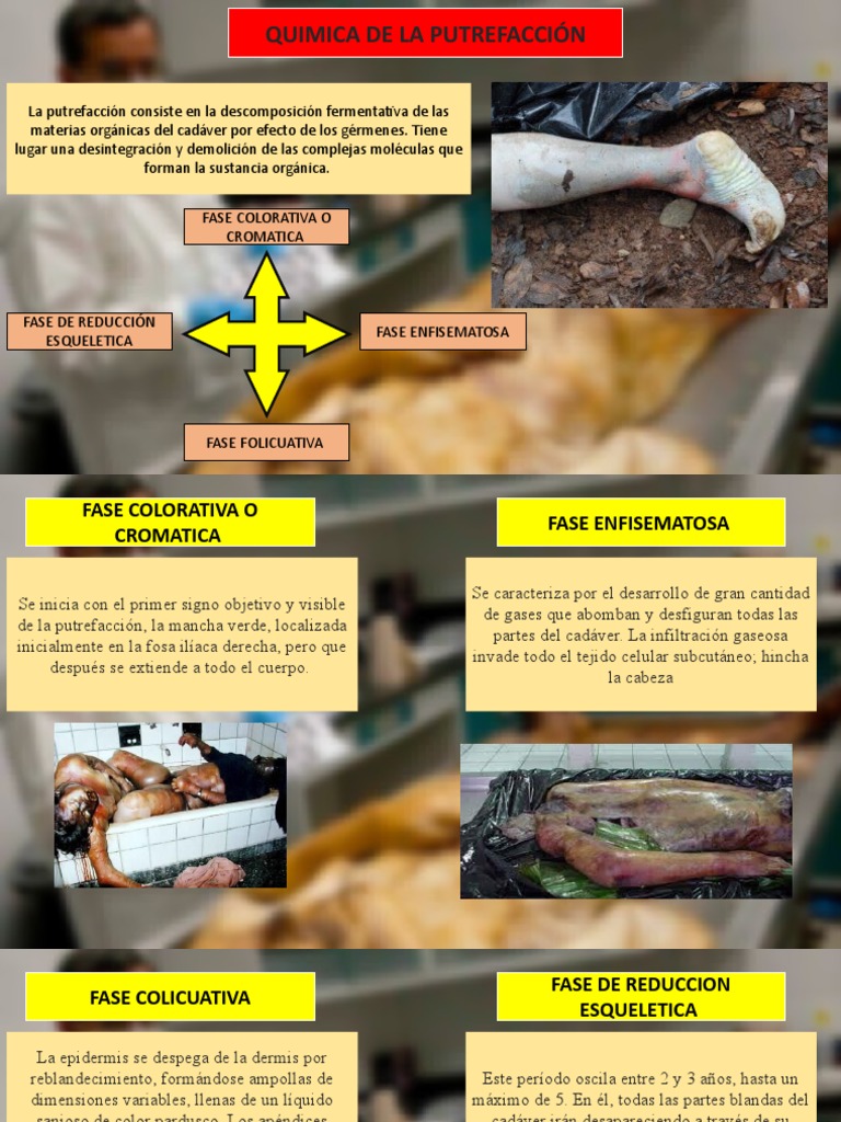 Química de la putrefacción: las fases de la descomposición del cadáver ...