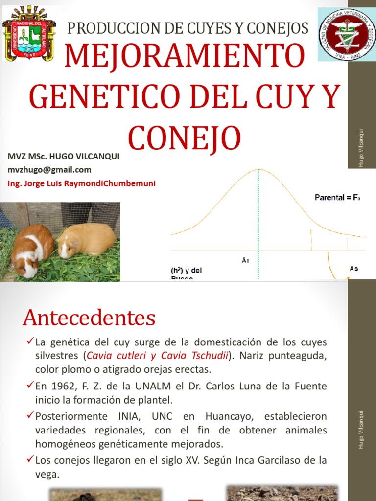 Mejoramiento Genético de Cuyes y Conejos | PDF | Domesticación