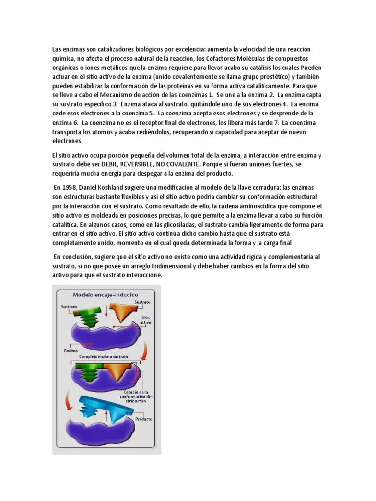 Teoria de Koshland | PDF