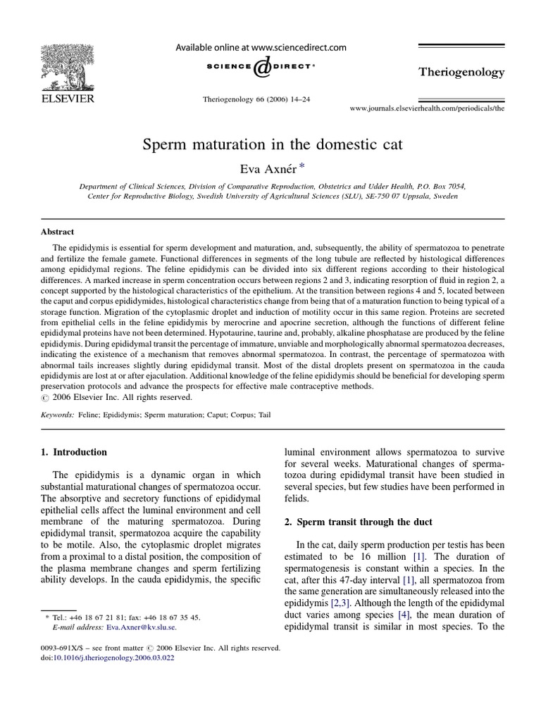 Sperm Ducts and Cysts in Cats | PDF | Sperm | Anatomy