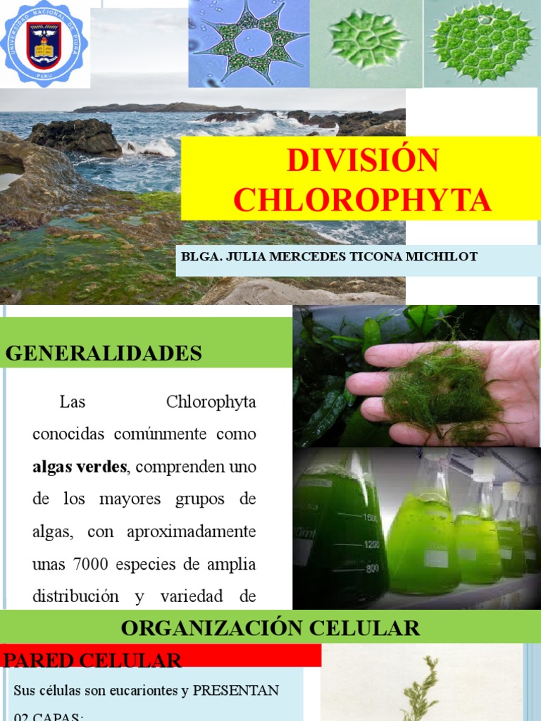 División Chlorophyta | PDF | Espora | Reproducción