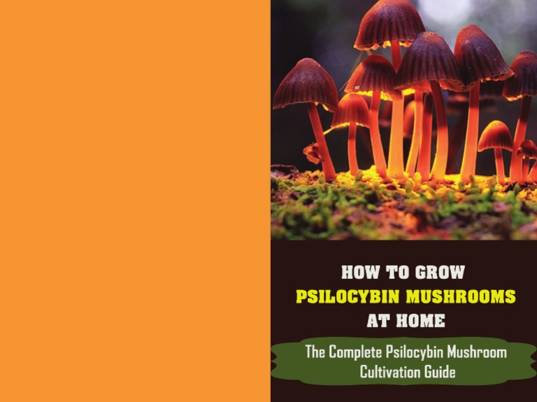 How To Grow Psilocybin Mushrooms At Home The Complete Psilocybin