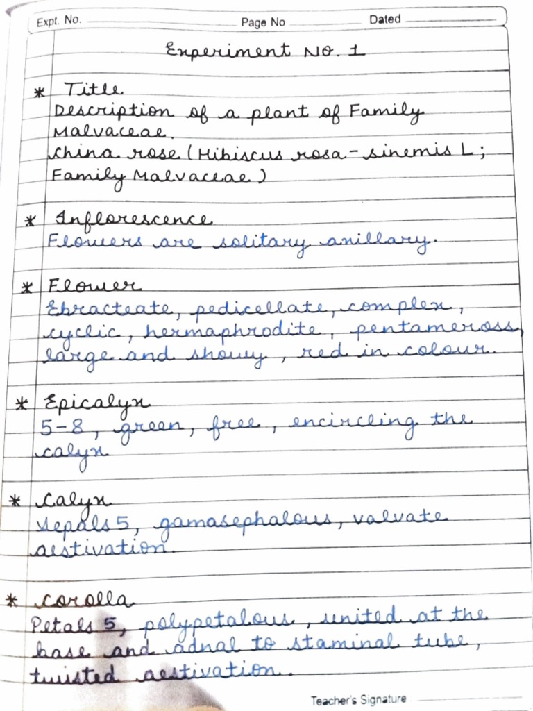 China Rose Structure and Function Study | PDF