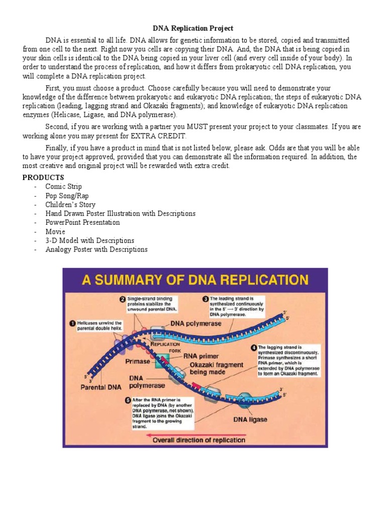 DNA Replication Project | PDF | Dna Replication | Dna