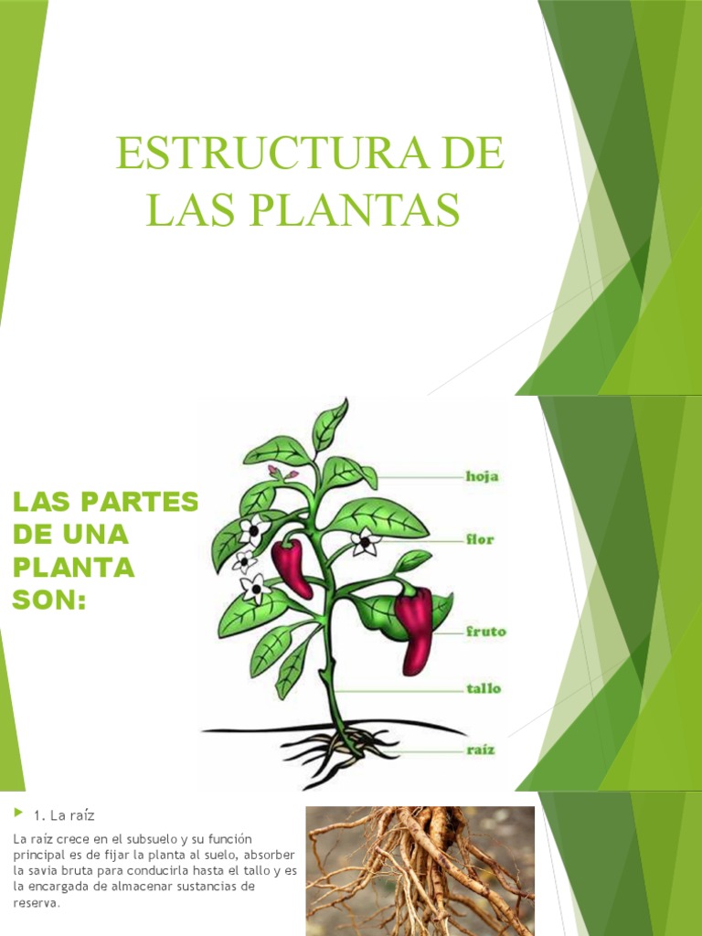Estructura de Las Plantas | PDF | Plantas | Tallo de la planta