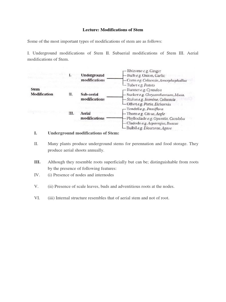 Stem Modifications | PDF | Branches Of Botany | Plant Morphology