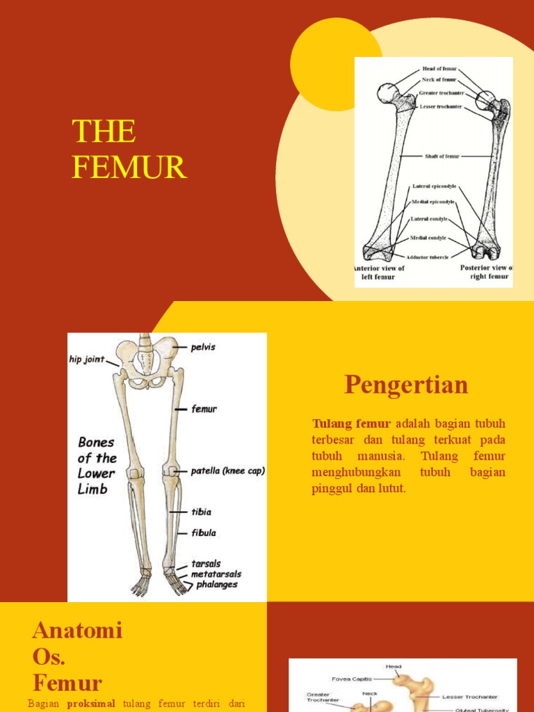 Anatomi - The Femur | PDF