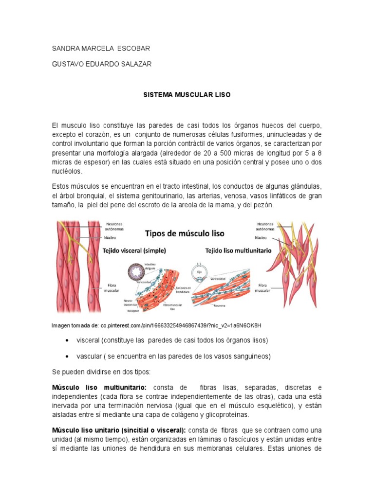 Musculo Liso | PDF | Músculo | Contracción muscular