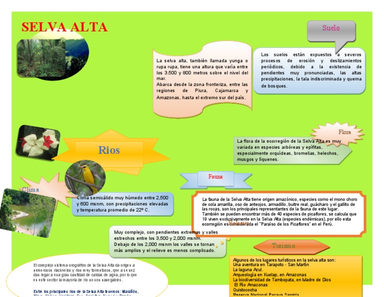 Selva Alta | PDF | Selva | Geografía Física