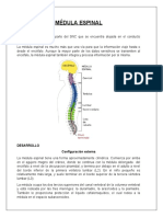 El Saco Dural Humano | PDF | Médula espinal | Anatomía