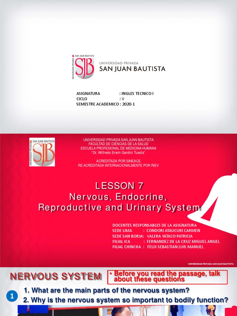 Lesson 7 - Nervous, Endocrine, Reproductive, Urinary System | PDF ...