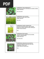 Philippine Weed Species Guide | PDF | Grass | Plants