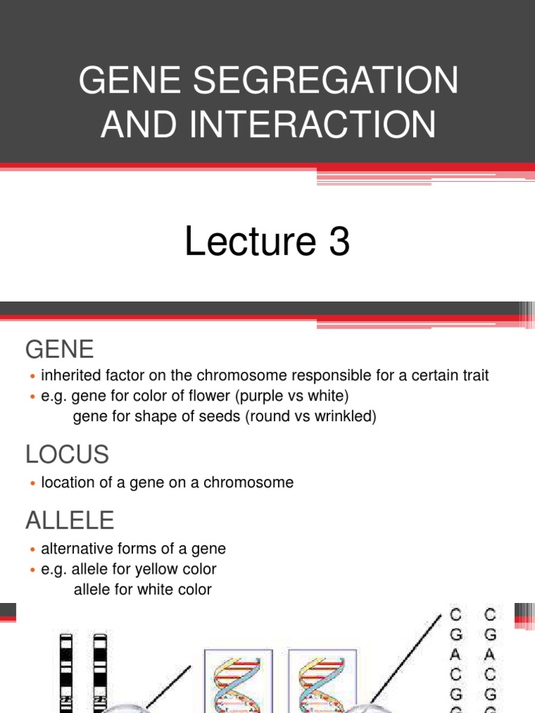 Genetics Lecture 3 Gene Segregation and Interaction | PDF | Dominance ...
